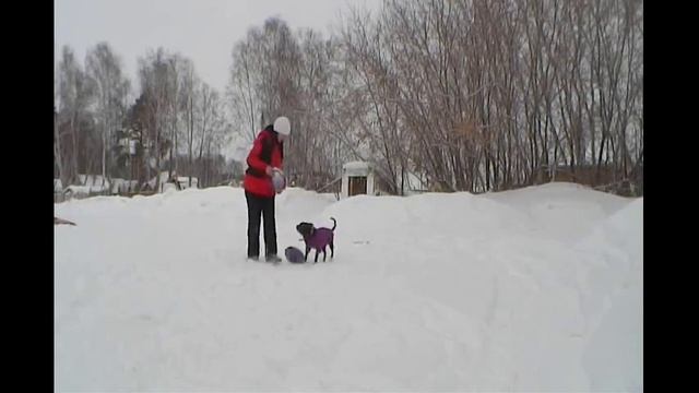 Фризби Вебстайл 2014 Наталья и стаффбуль Дива.mp4