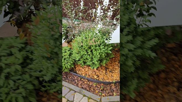 250 тыс. деревянных на вечнозелёных