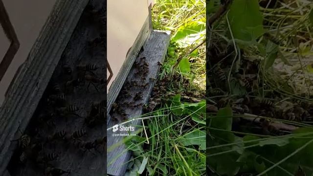 рой заходит в улей #a swarm of bees enters the hive #пчёлки #пчелы #новоселье пчёл