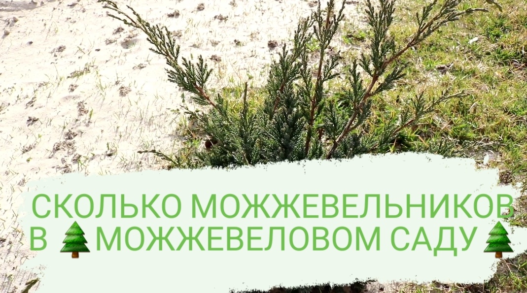 СКОЛЬКО МОЖЖЕВЕЛЬНИКОВ? ? В?МОЖЖЕВЕЛОВОМ САДУ?? МАРТ 2022 ГОДА