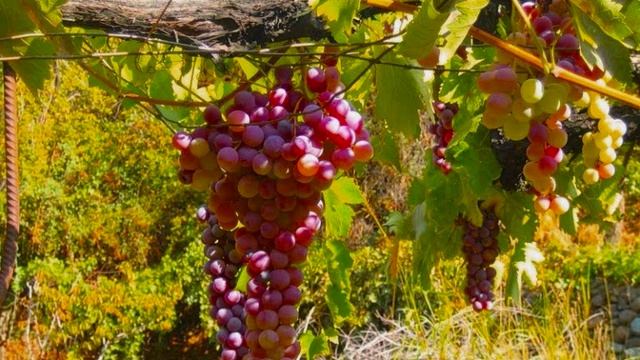 Изобильная виноградная Лоза - песня