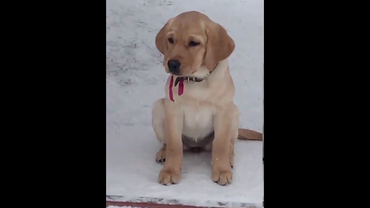 Лабрадор «SHATSKIKH’ s DOGS» ХОРДИ (Омск) / WEST SIB STORY DEVICE + ТЕСОРО РУССО ГОЛДЕН СТАР.