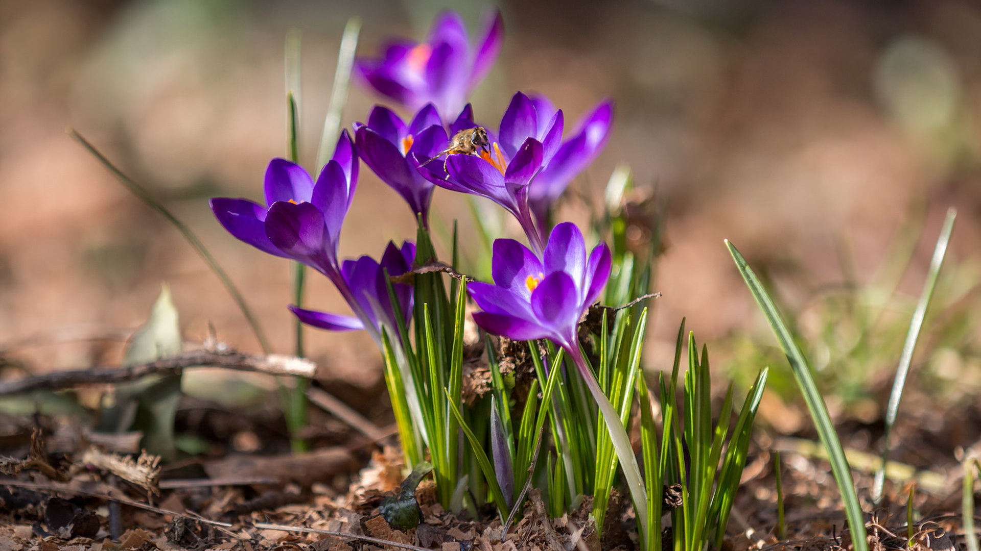 Нет, это не апрель с ума сошёл... Автор текста Ирина Самарина-Лабиринт. Современная поэзия.