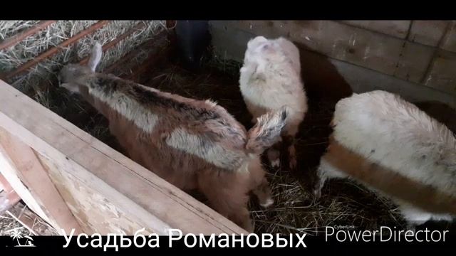 Ккпили козлят, 2 год.