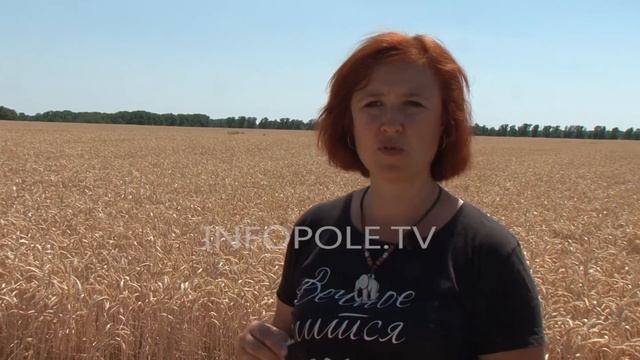 Не объяснимо, но факт! Круги на пшеничном поле появились в Гулькевичском районе. (2018)