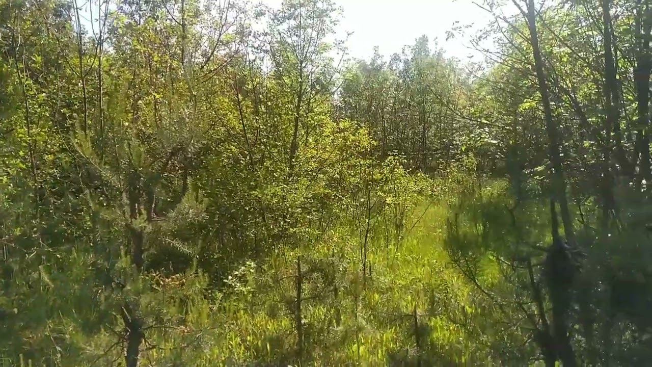 Расчистка участка 6 соток