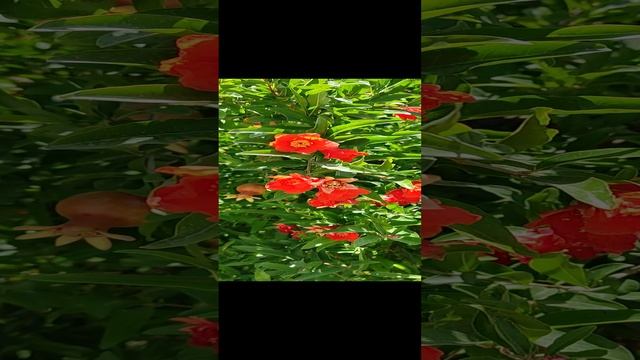 цветущий гранат.?