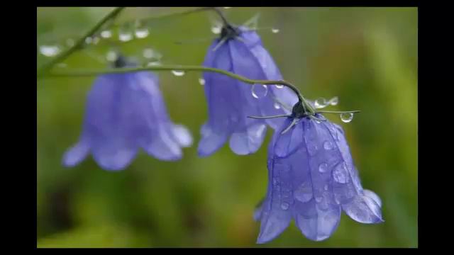 Альбина Сарри - Шăнкрав курăкĕ