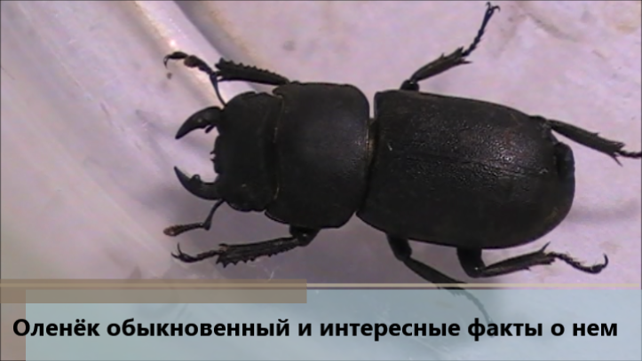 Оленек обыкновенный и интересные факты о нем.
