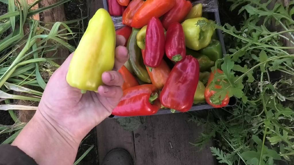 21-24 09 2022г арбузы,перец,тыква,чеснок