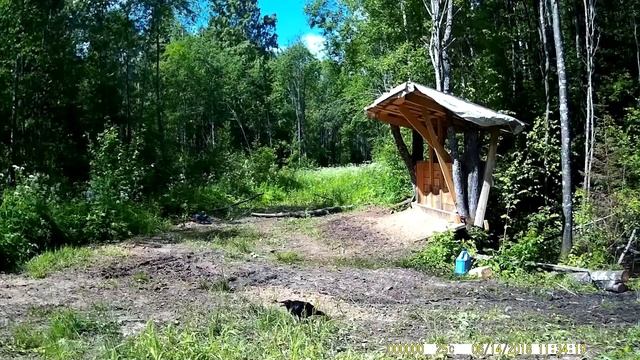 Птицы, запечатленные на фото ловушку. Часть № 27