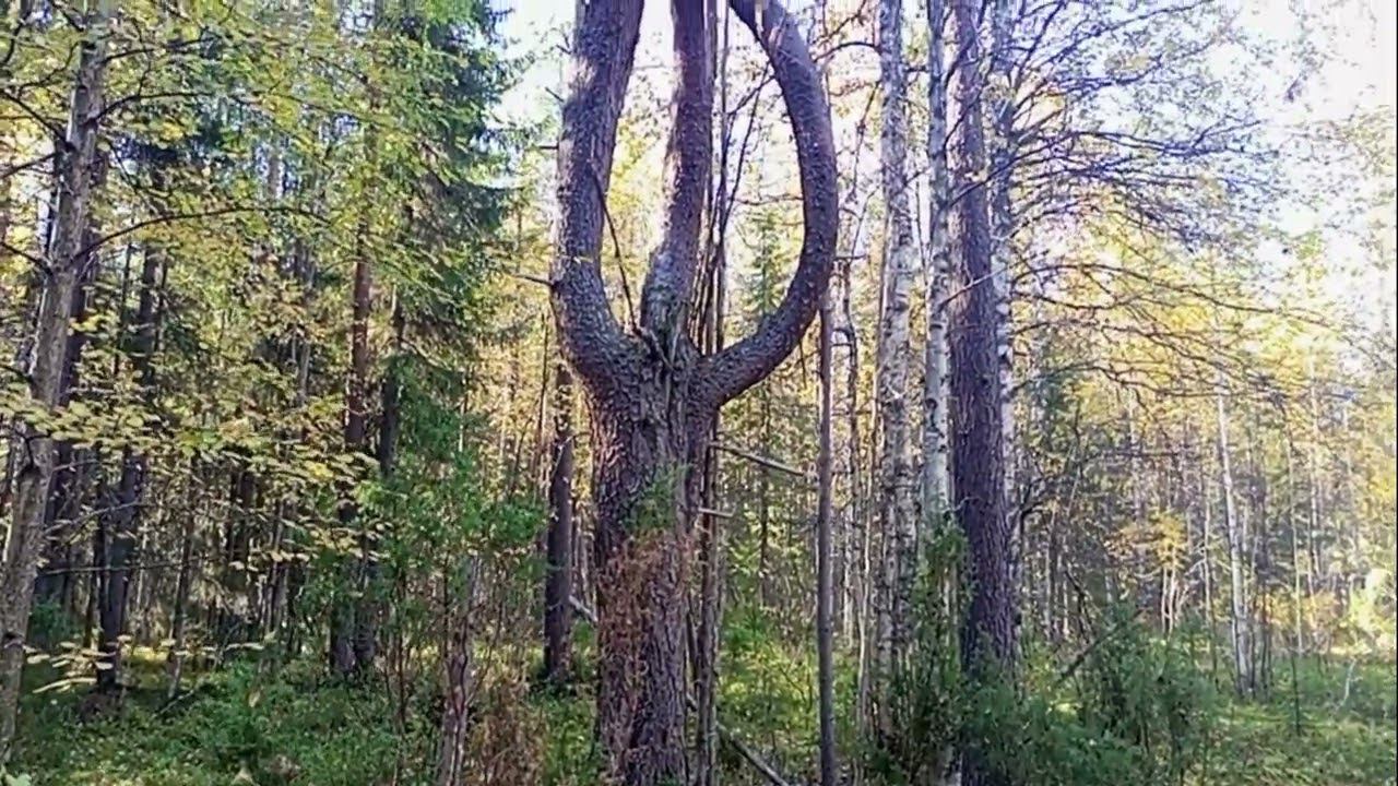 2022 09 24 2  Прогулка по лесу
