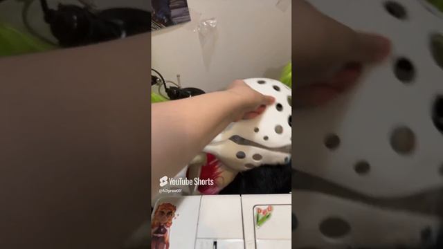 Очень много работы #сигма #funny #cute #фурри #furry #фурсьют #sigma #fursuiters