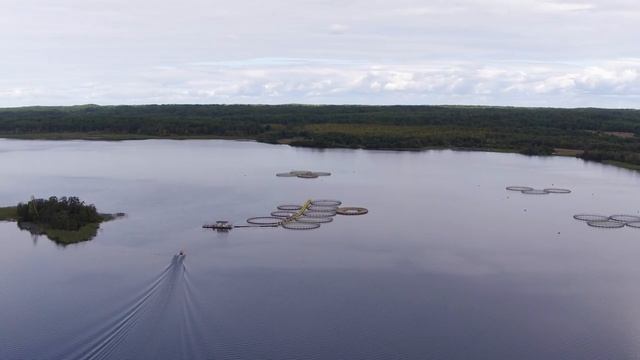 Аквакультура Вологодской области. Спецрепортаж