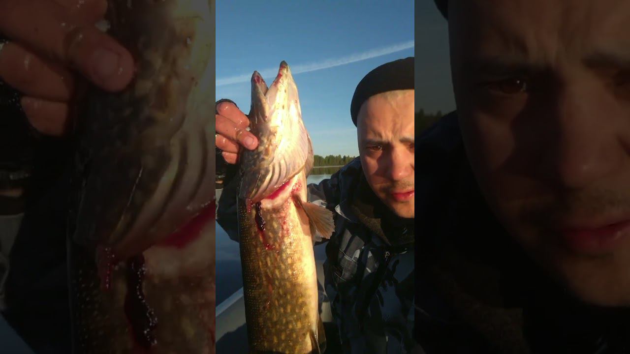 Щука на летние жерлицы 2