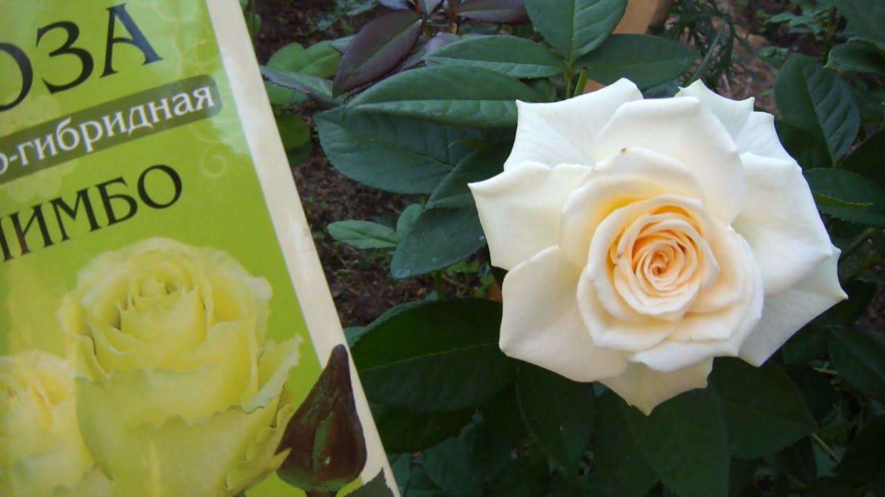 Соответствие сортам новых роз - Коте сделали прививку - 21 июня 2019