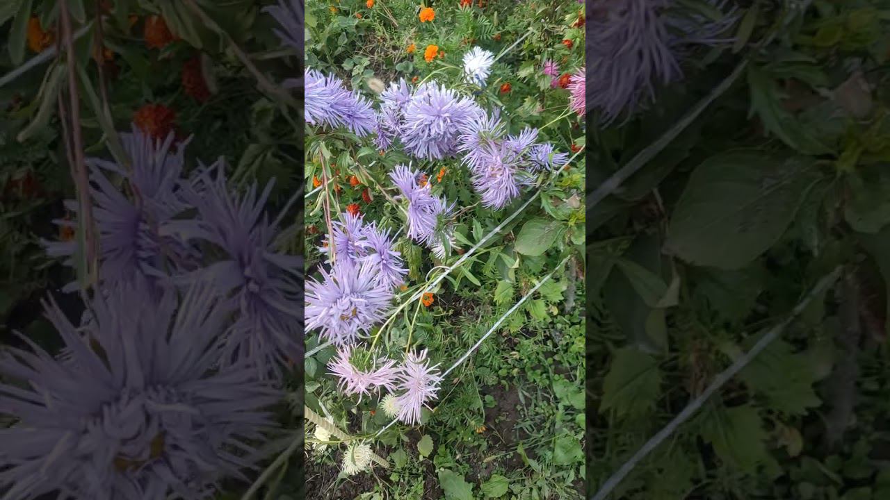 астры русский огород фирменная смесь