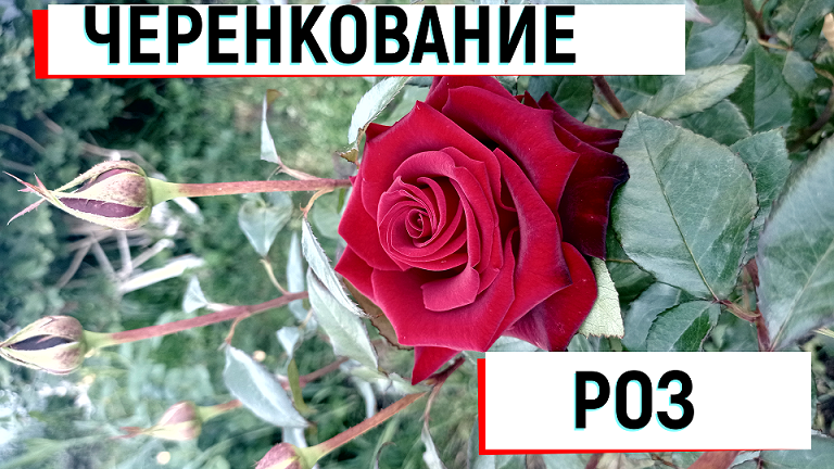 #розы#черенкование_роз ЧЕРЕНКОВАНИЕ РОЗ#как_черенковать_розы#черенкование_в_песке#розы_размножение