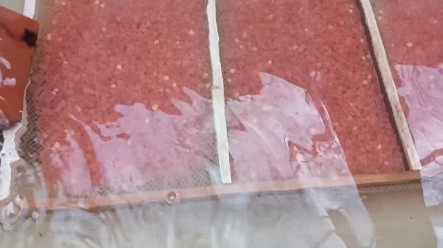 инкубация икры и подращивание малька форели, 2022