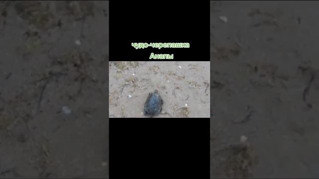 Чудо-черепашка Анапы.mp4