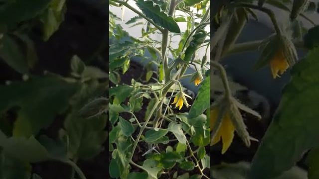 Обзор томатной телицы.25.05-28.05.21.mp4