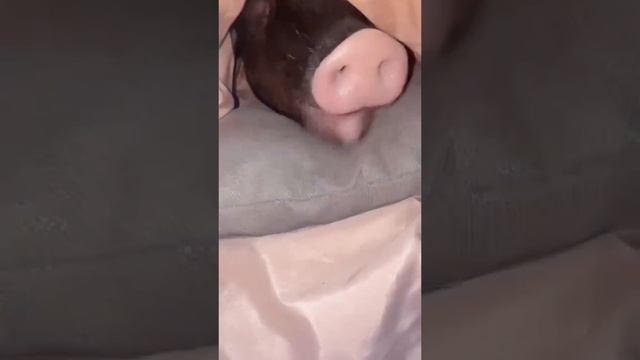 ?Спокойной ночи, поели и ?