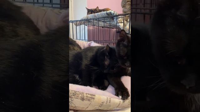 😻Валерик и Барселона😻 Весна и на календаре и в душе!🌞