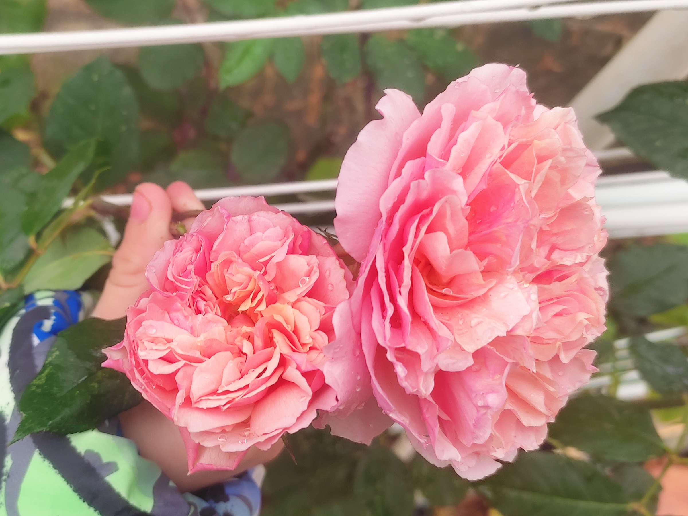 2014  Хатка и имение Красота спасет мир