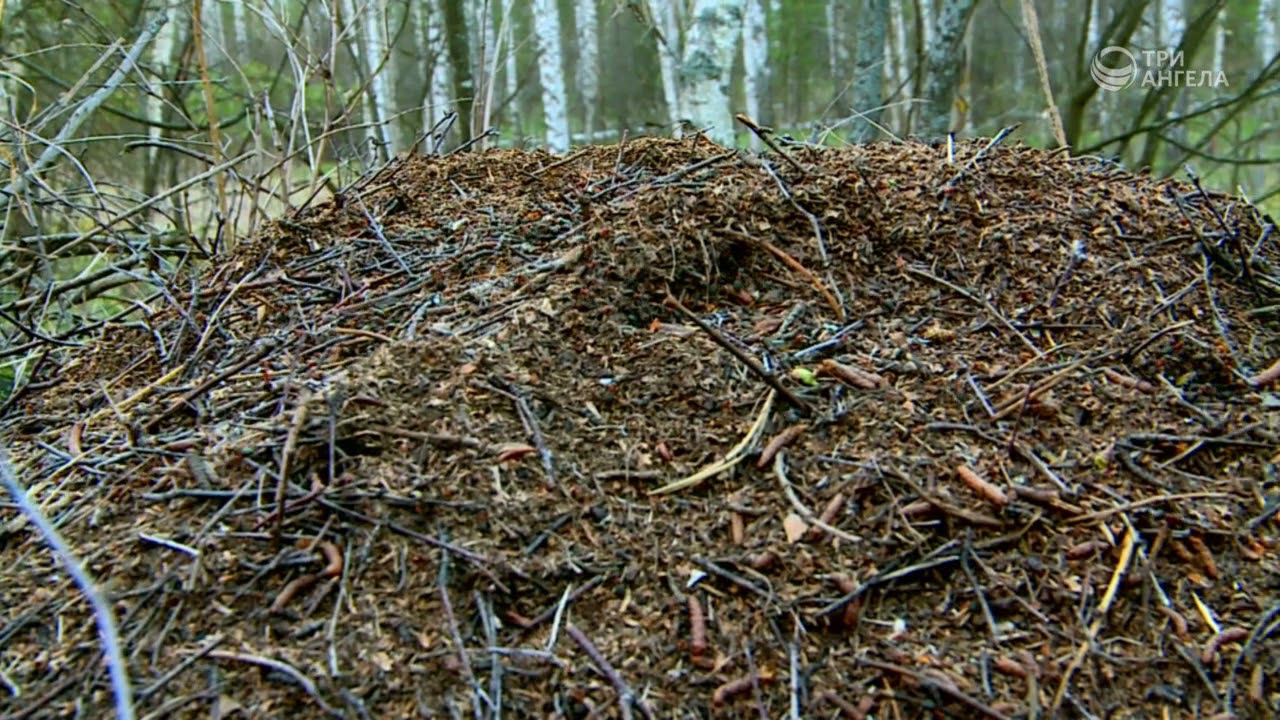 Весенний ролик | Библия и природа