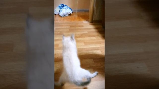 Мяу! Что поймал - то мое!?
#shorts #кокос #котики
