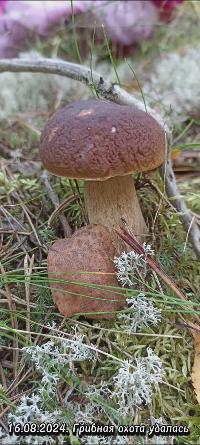 Тверская область п.Максатиха Грибная охота 👍