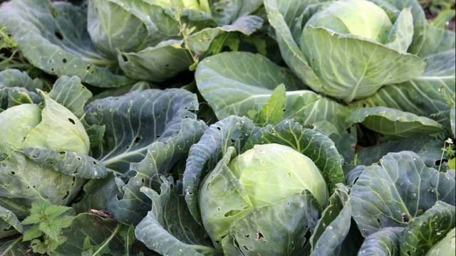 Опрыскиваю этим капусту от болезней и вредителей. А ещё  растет как бешенная