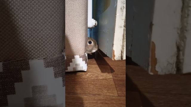 Ирискин играет в прятки