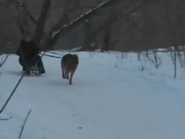 Отморозки в поисках ледяной свежести. Часть 1. Гонки на собаках. Тольятти, март 2008.