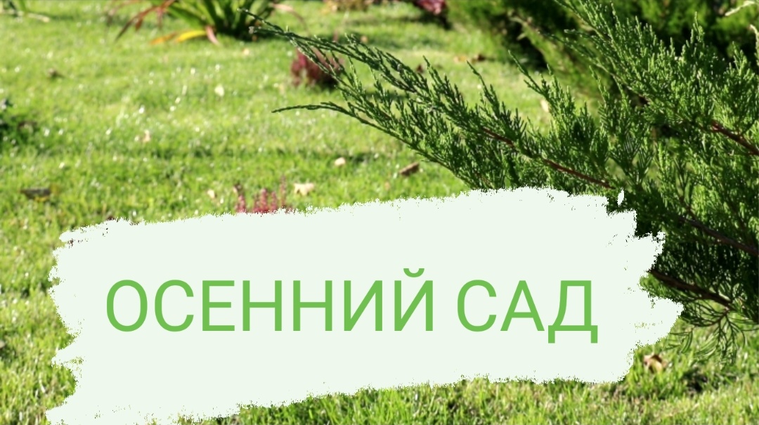 ОСЕННИЙ САД 2022 ГОД.