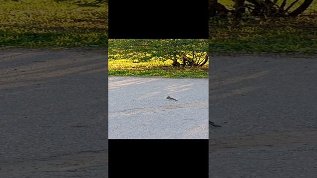 Парк на Крестовском острове , Диво остров