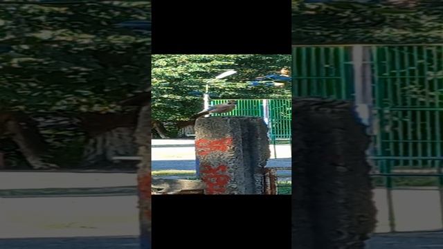 ПТИЦА СОЙКА НА КУБАНИ