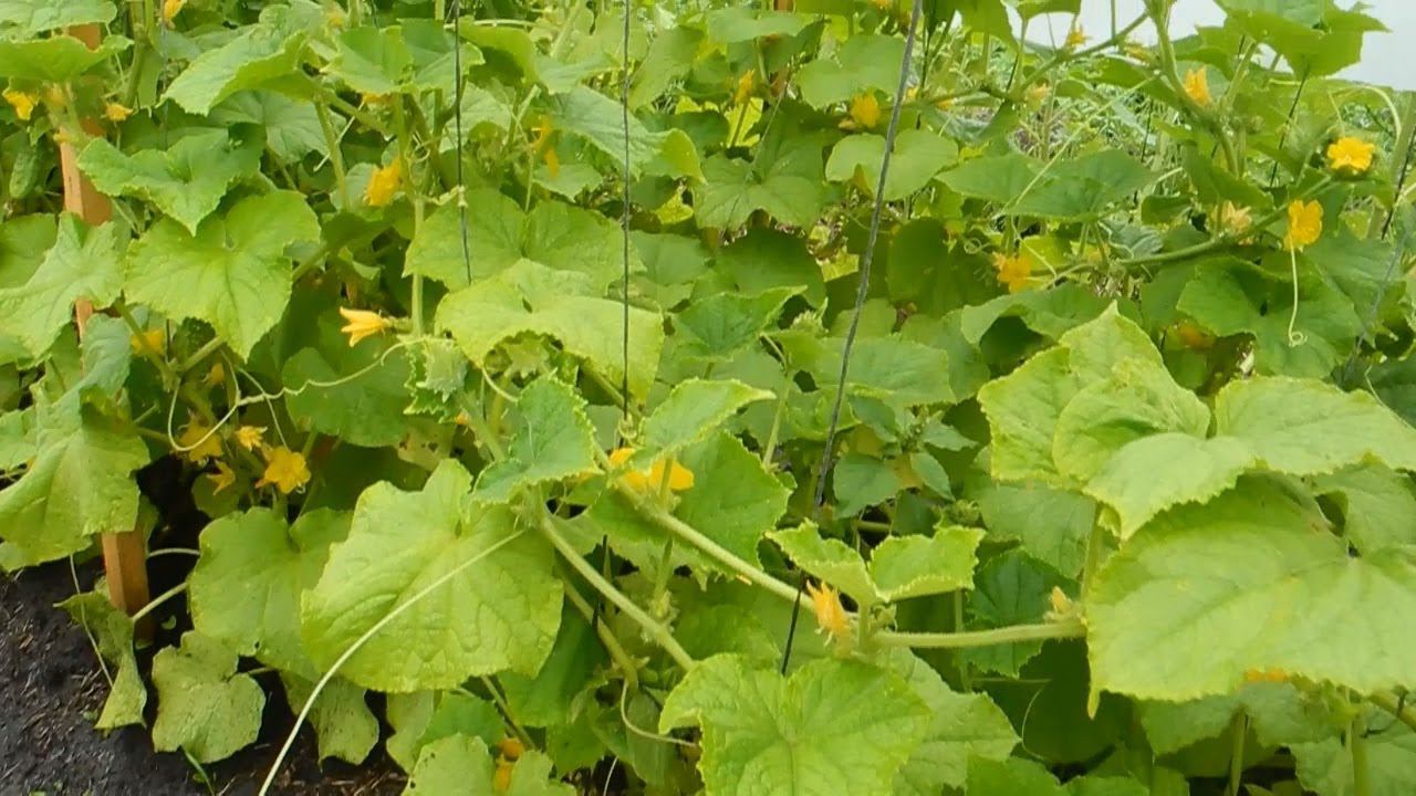 Как убрать пустоцвет на огурцах