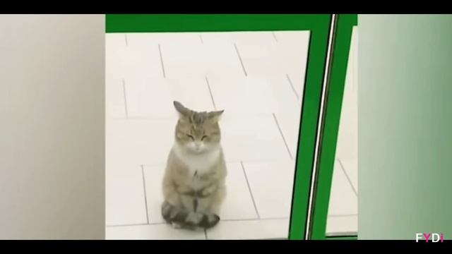 Смешные и прикольные моменты с животными #2