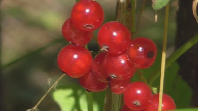 Страницы 2020 07 4 4. Серия 24-я.