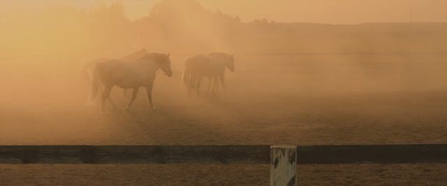 Короткометражный фильм "Лошадь" (2016)