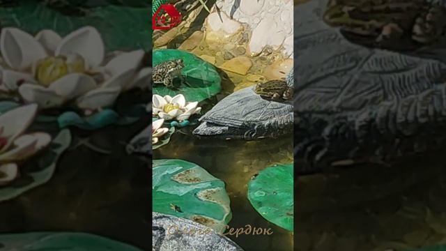 Лягушки поют серенады в моем пруду