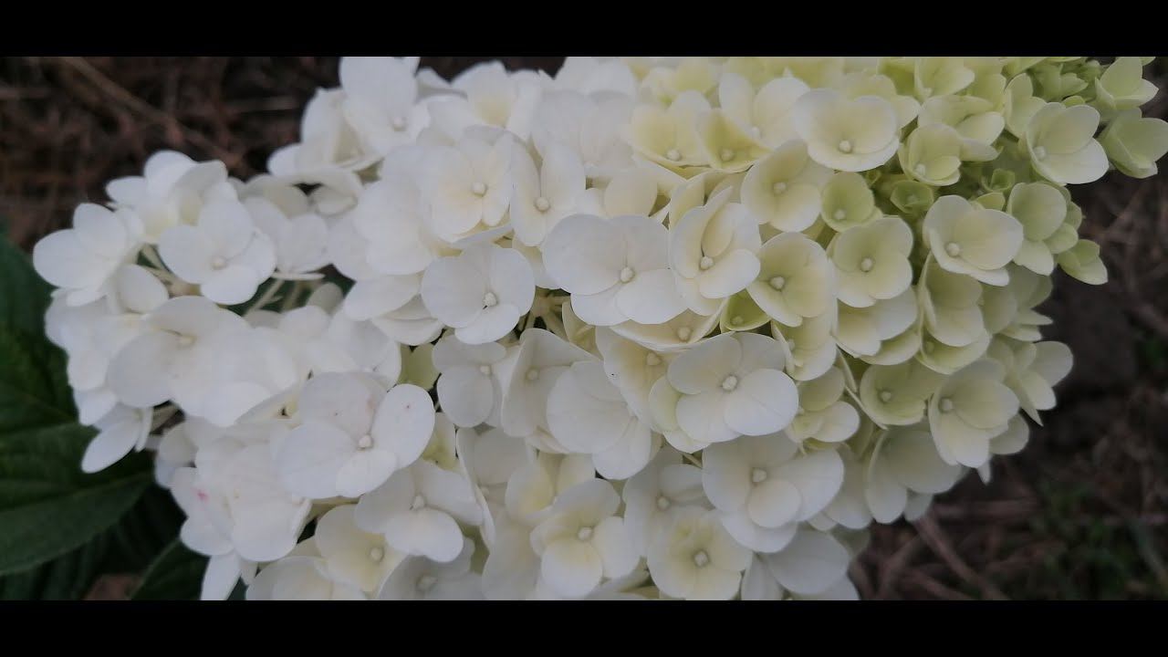 От начала до конца цветение гортензии «Ванилла фрейз».