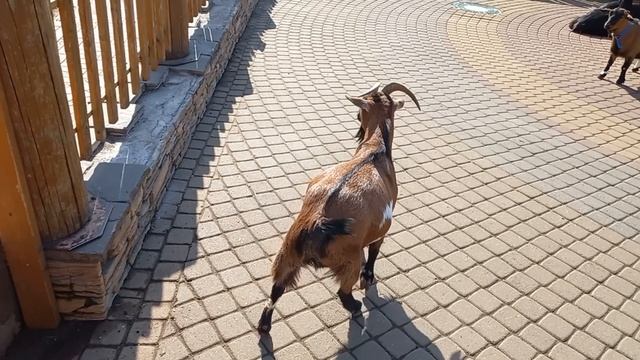Козы Хулиганят!