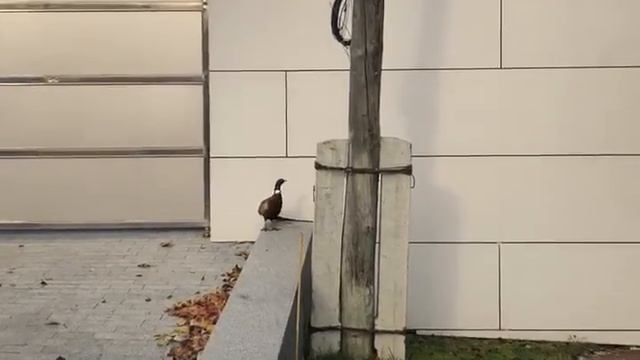 Дикие фазаны в центре Кишинева. 25.11.2020г.