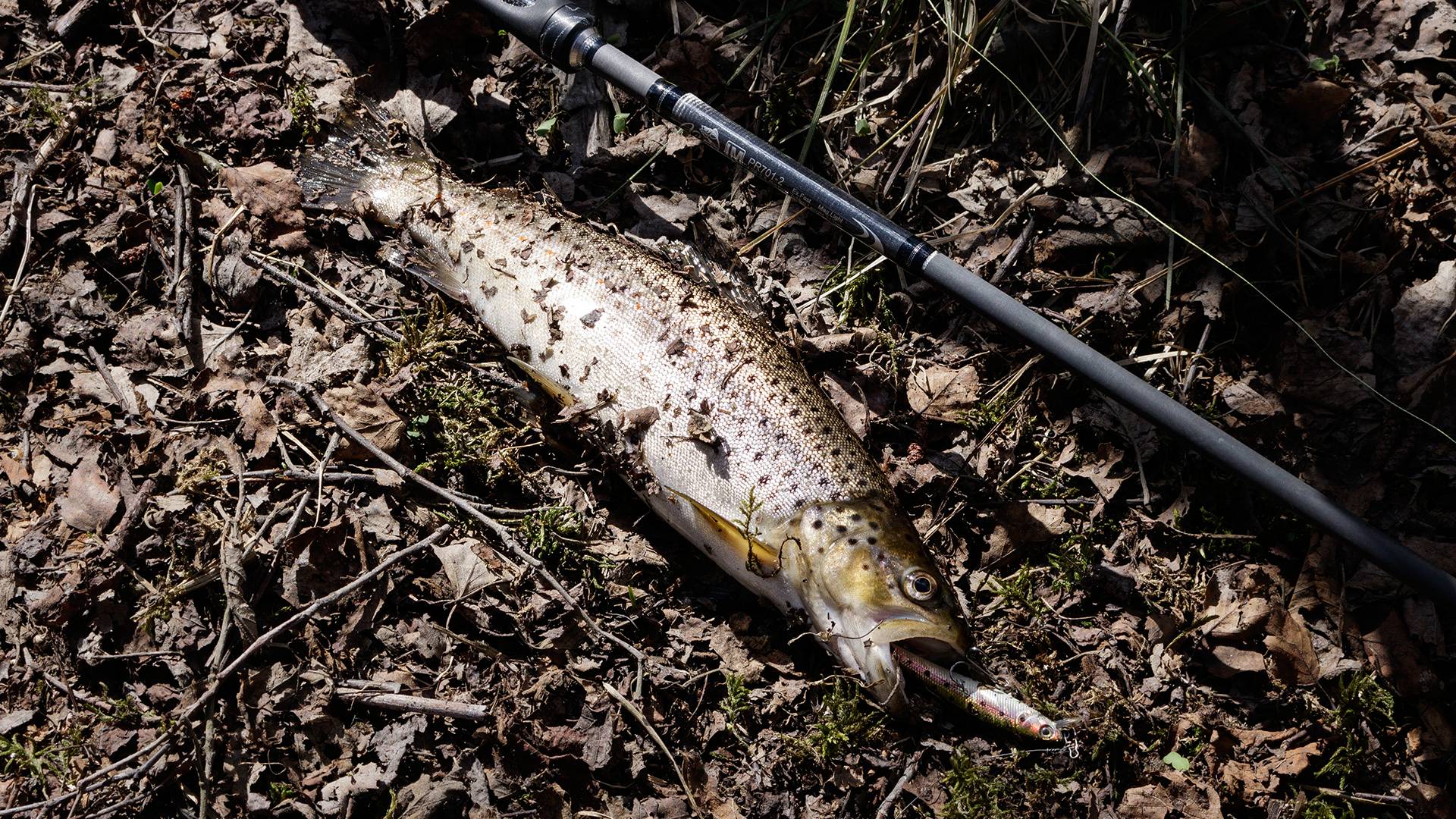 Форель. Поклевка на "плюх".