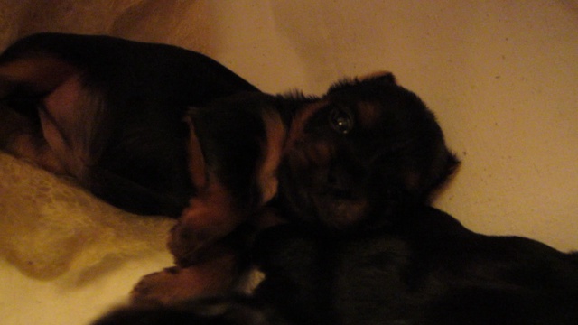 конопятам 3 недели