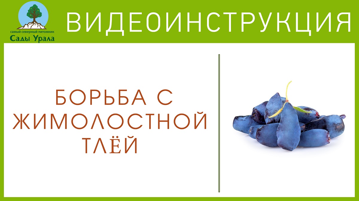 Борьба с жимолостной тлёй: Как, когда и какими средствами проводить обработку от тли?