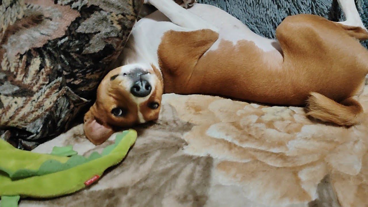 Томный Лео передаёт привет