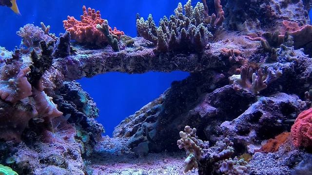 Алиночка! Поздравляем тебя с Юбилеем со дна Черного моря!